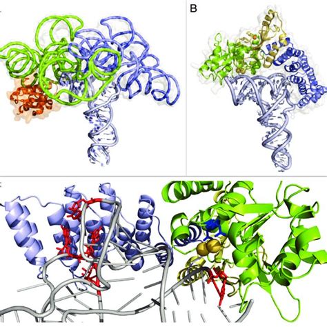 Pdf Ppr Proteins Shed A New Light On Rnase P Biology