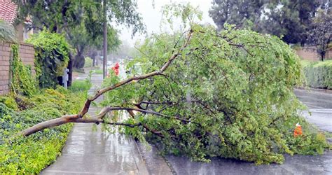 Unseasonably Warm Storms Make Trees Take Deeper Roots