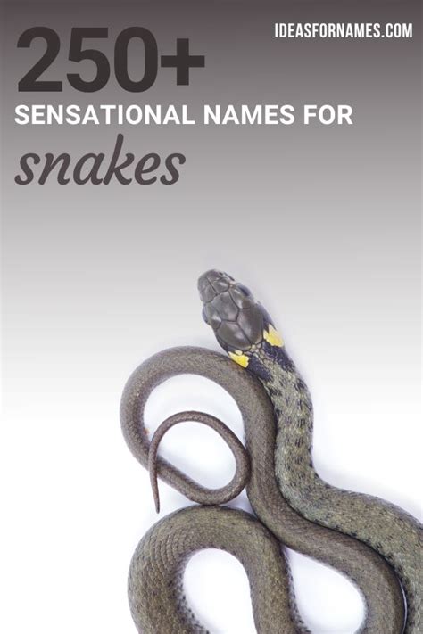 What Is A Good Snake Name at David Delarosa blog