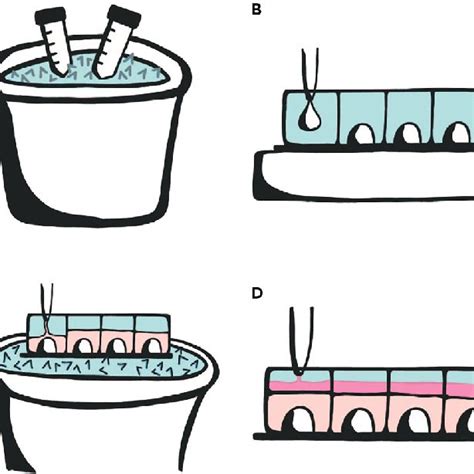 Visual Walkthrough Of The 3d In Vitro Invasion Assay A Preparation Of