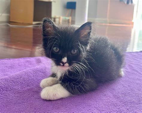 Kitten Age 101 How To Determine A Kittens Age Zen Kitty World