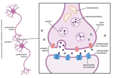 The Synapse Integrated Human Anatomy And Physiology Part 2 Not Updated