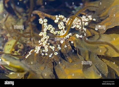 Spirorbis Borealis On Fucus Sp Seaweed Acadia National Park Maine