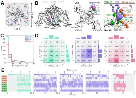 Binding Of Different PIP Species In Enriched PIP Simulations A Download Scientific Diagram