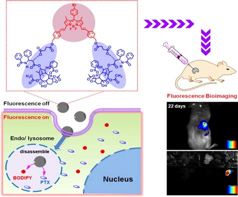 Schematic Illustration Of The Self Assembled Nanoparticles From The