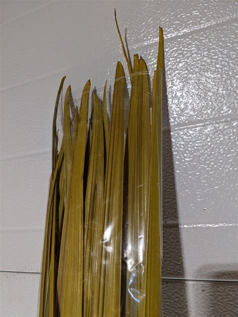 6ft Extra Tall Green Cacho Grass Bundledried Grassdried Palm Etsy