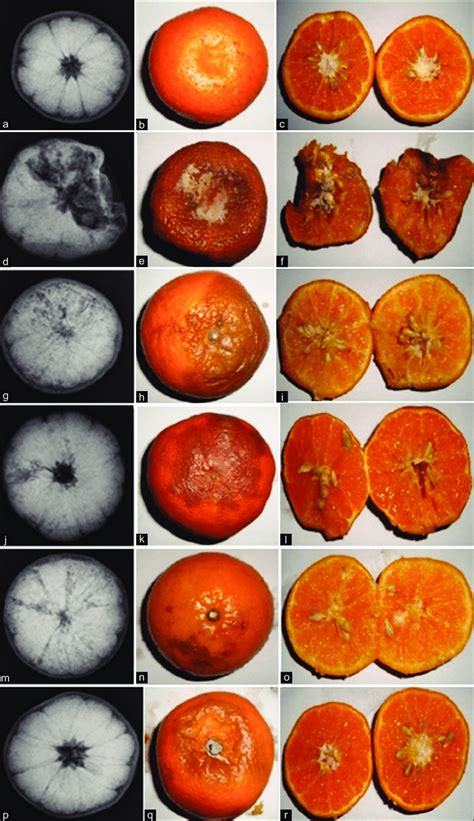X Ray Scanning Of Green Mold Of Citrus Fruit A X Ray Image Of Download Scientific Diagram