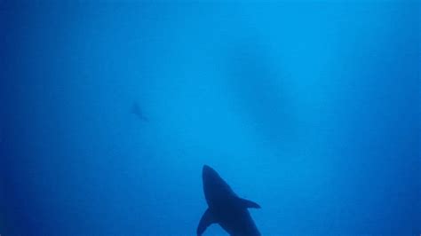 The Deep Blue Sea 