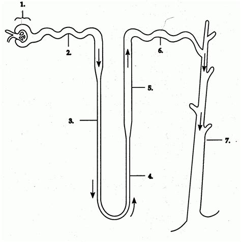 Nephron Diagram Quizlet