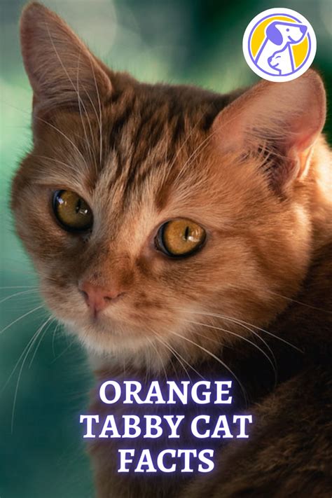 Orange Tabby Cats A Unique And Special Breed