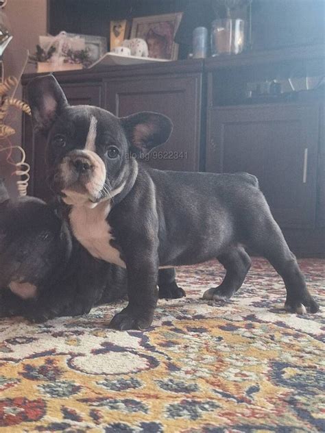 Френски булдочета Булдог 2 месеца Мъжко Женско Чистокръвно Кучета продава Стара Заго