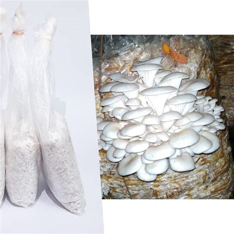 Gachwala Greenwise Oyster Mushroom Spawn Pack Of 1 Kg Pp Desertcart Uae