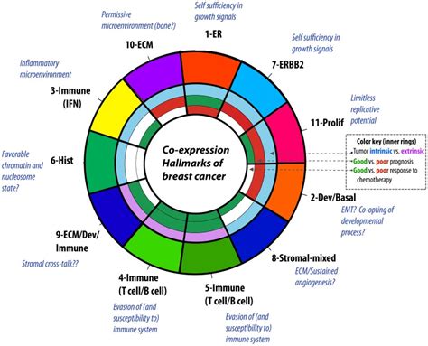 This Figure Is A Model Of Possible Correspondence Between Co Expression Download Scientific