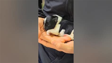 보더콜리 새끼 강아지 Youtube