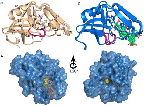 The Structure Of Enterococcus Faecium L D Transpeptidase Acylated By Ertapenem Provides Insight