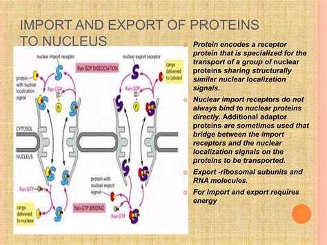 Protein Sorting And Targeting Pptx