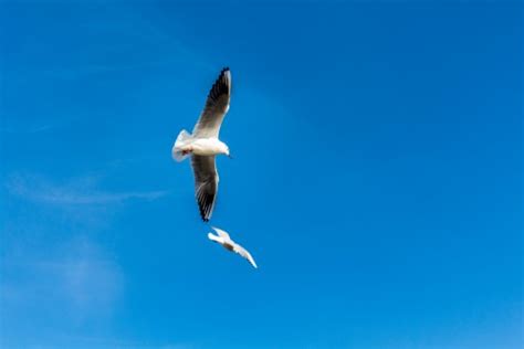 Free Images Ocean Bird Wing Cloud Seabird Gull Flight Blue Sky