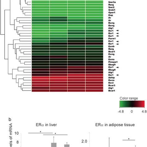 Expression Of Sex Steroid Hormone Receptors In Male And Female Bcl LKO Download Scientific