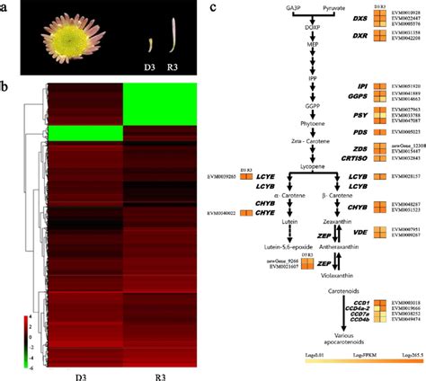 Key Carotenoid Metabolic Genes Identified Based On Comparative