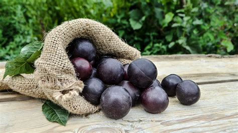 Las Propiedades Medicinales De La Ciruela Más Allá De Combatir El