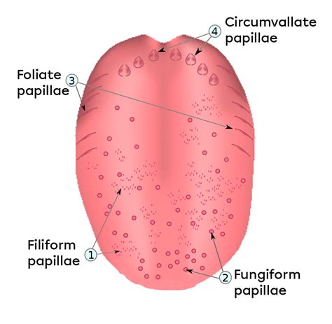 The Tongue And Taste Secondaire Alloprof