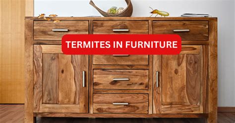 Termites In Furniture Risks And Protection Deemakroko