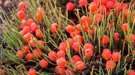 Эфедра двухколосковая (много фото) - treepics.ru