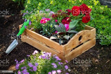 원 예입니다 정원 도구와 상자 화려한 식물 재배에 대 한 준비의 전체 봄 정원 개념을 작동합니다 정원 조 경 작은 사업 시작 합니다 심기에 대한 스톡 사진 및 기타 이미지