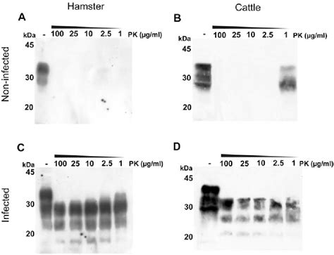 Detection Of Prion Particles In Samples Of Bse And Scrapie By
