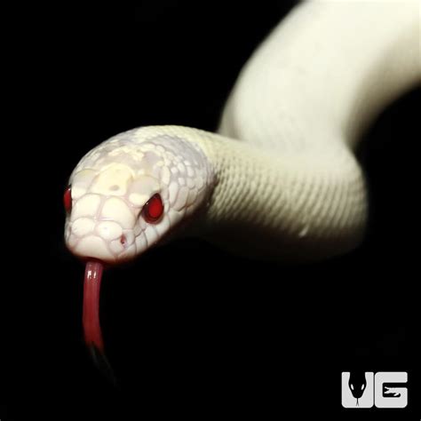 White King Snakes