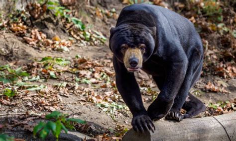 Conoce Los 8 Tipos De Osos Que Existen En El Mundo Guía Completa
