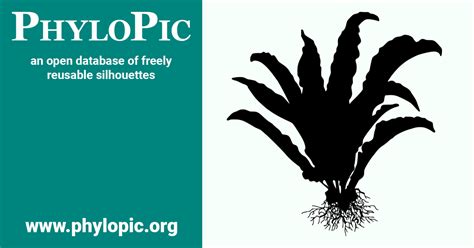 Asplenium Scolopendrium Cc0 10 Phylopic