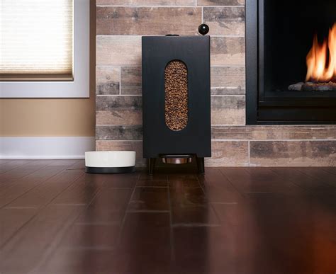 Understanding Miniature Pinscher Health Problems A Comprehensive Guide Houndsy