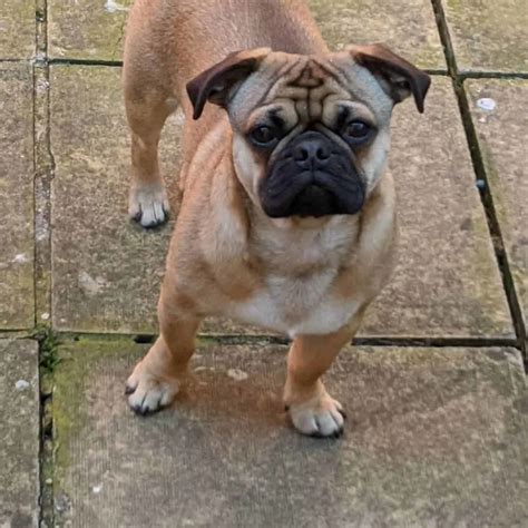 Comeback Of The Retro Pug