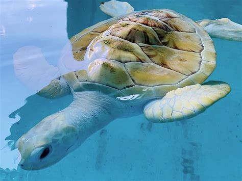 Sea Life Photograph By Nipun Madhusanka Rankothge Fine Art America