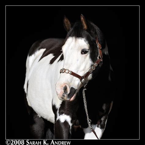 Cisco Handsome Black And White Overo Gelding Hickory Ridg Flickr