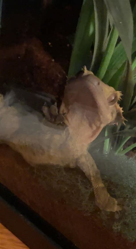 Slug Bug R Crestedgecko