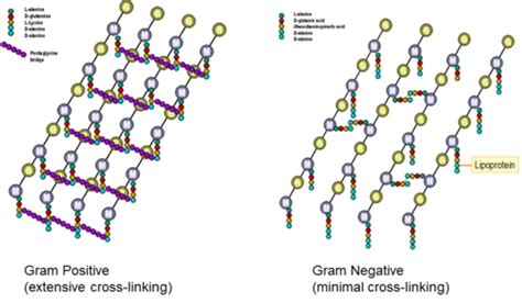 Ultrastructure Biosynthesis And Antibiotics Ii Bacterial Cell