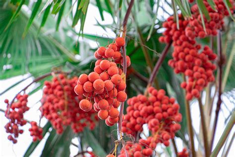 Fan Palms 101 How To Grow And Care For Fan Palms