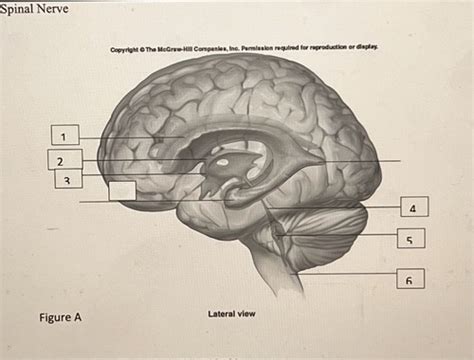 Brain Spinal Cord Lab Flashcards Quizlet