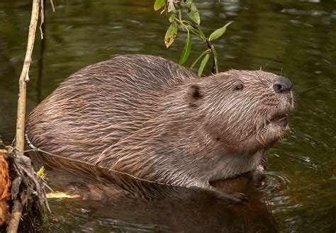 International Beaver Day April 7 2027 National Today
