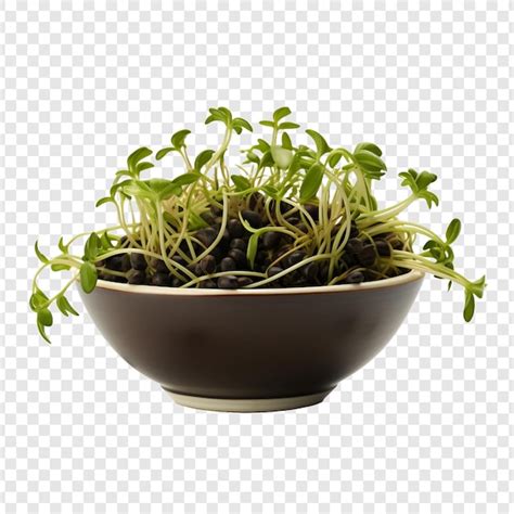 투명 한 배경에 고립 된 신선한 검은 콩 무료 Psd 파일