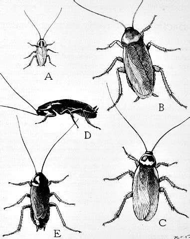 15 Creepily Amazing Cockroach Facts Always Learning
