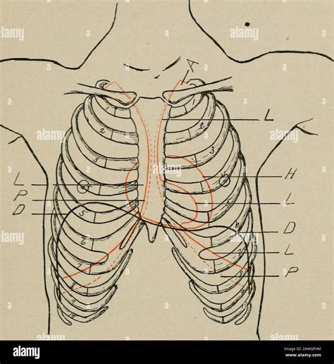 Lines Of Pleural Reflection