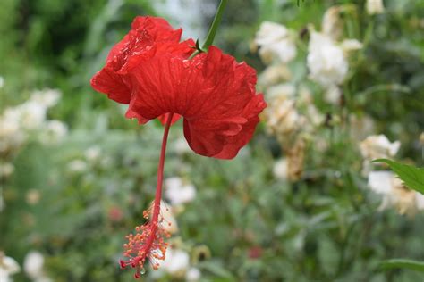 꽃 히비스커스 붉은 히 비 스커 스 빨간 Pixabay의 무료 사진