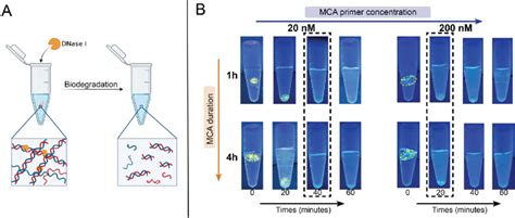 Biodegradation Of Dna Hydrogel A Schematic Showing The Download