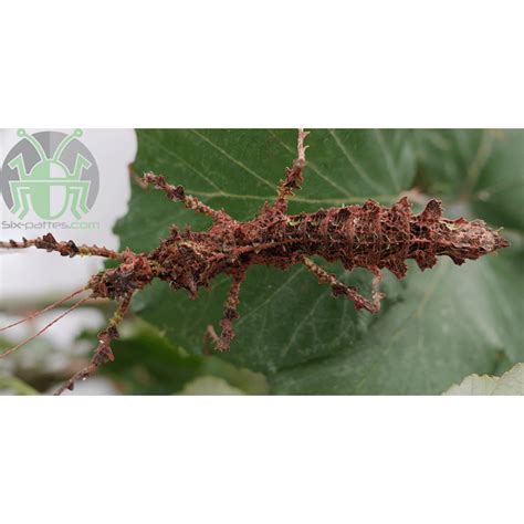 Taraxippus Samarae A New Species Taraxippus Samarae Siquirres By