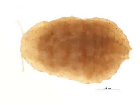 Planococcus Minor Hemiptera Bugs Aphids Scale Insects And Hoppers Of The British Indian
