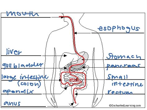 Topic Organs ShowMe Online Learning