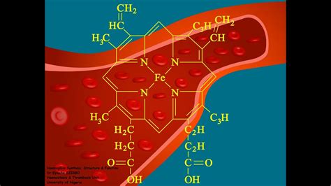 Haemoglobin Synthesis Structure And Function Youtube